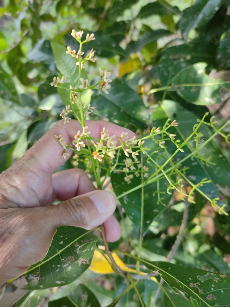 Native Olive from Yengarie QLD 4650, Australia on December 29, 2021 at ...
