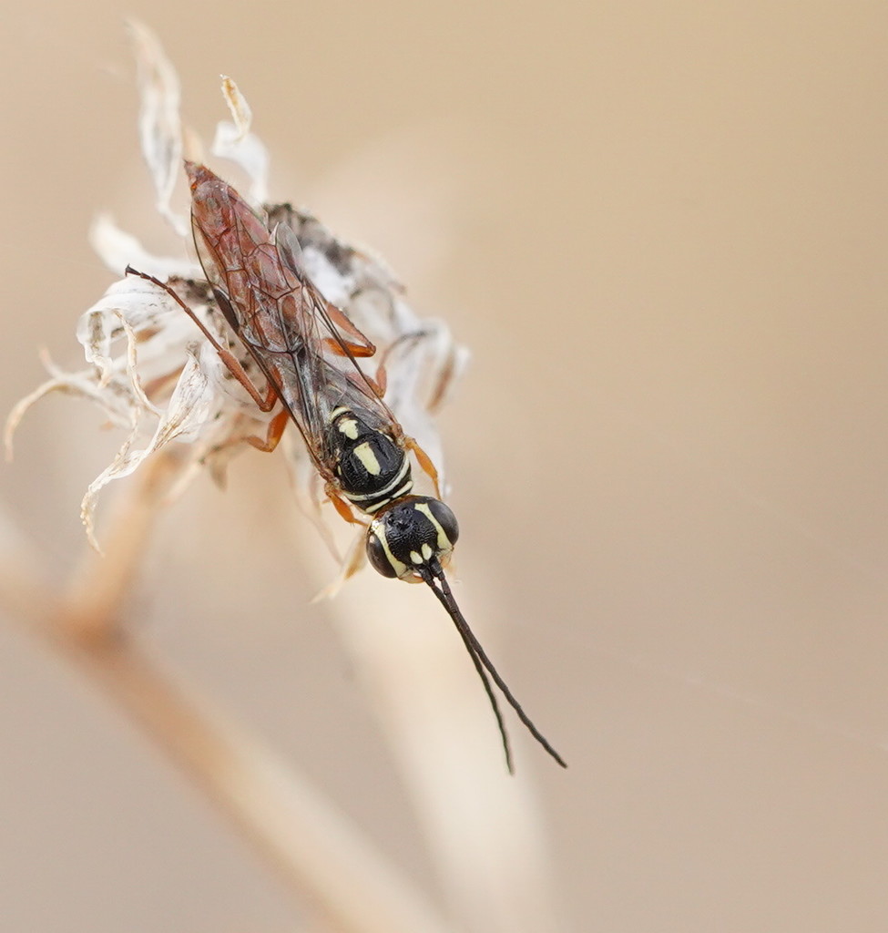 Thynnid Flower Wasps from Neds Corner VIC 3496, Australia on December ...