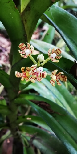 Banana Orchid (Variety Acampe praemorsa longepedunculata) · iNaturalist