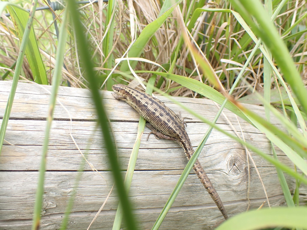 Viviparous Lizard from Langdon Beach Lizard basking site on June 26 ...