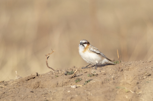 Subspecies Pyrgilauda ruficollis ruficollis · iNaturalist