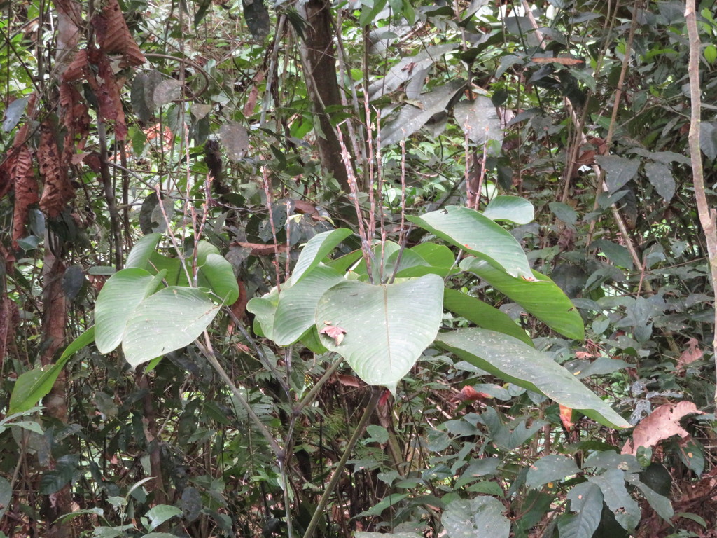 Ischnosiphon from Oxapampa, Peru on September 23, 2021 at 04:11 PM by ...
