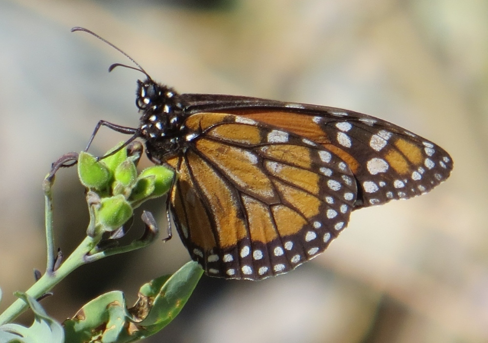 Southern Monarch from Iruya Department, Salta Province, Argentina on ...