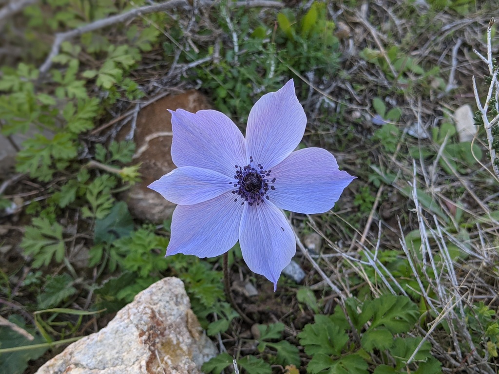 poppy anemone from Crete, Greece on December 26, 2021 at 01:21 PM by ...