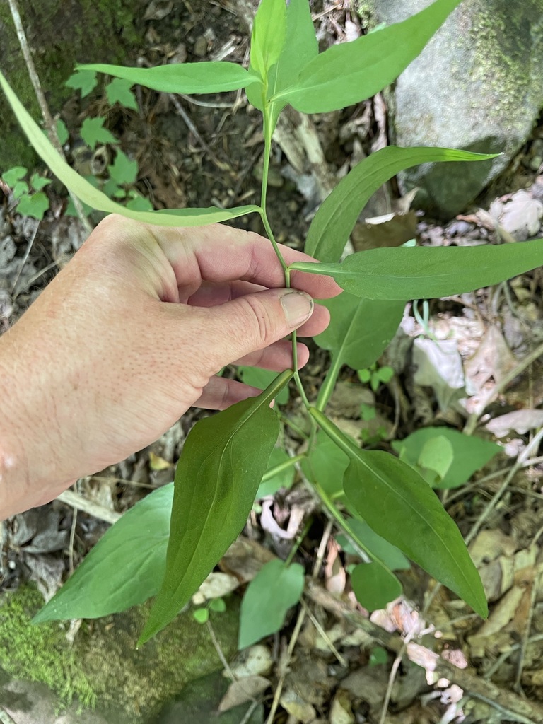 American asters in June 2021 by Tara Rose Littlefield · iNaturalist