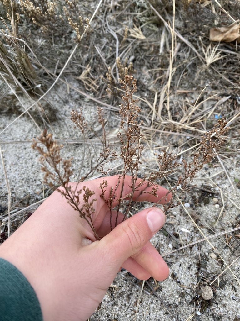 Beach Pinweed from Jones Beach State Park, Jones Beach State Parka, NY ...