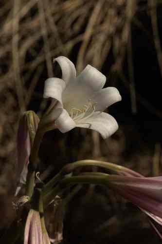 Crinum variabile · iNaturalist Mexico
