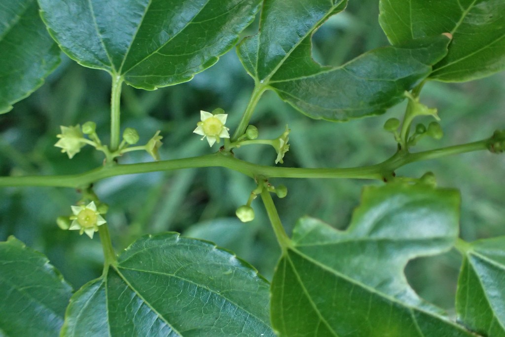 latherleaf from Roche Percée ~ Pûûyäxè (🇳🇨 Nouvelle-Calédonie, Grande ...