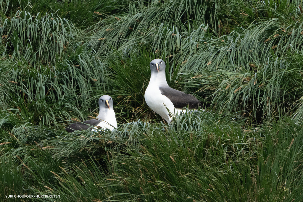 Gray-headed Albatross in December 2021 by scienceco_fr · iNaturalist
