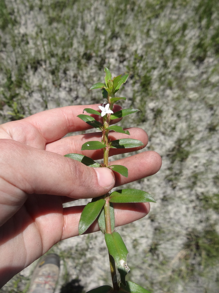 Harper's Buttonweed from Polk County, FL, USA on April 15, 2019 at 10: ...