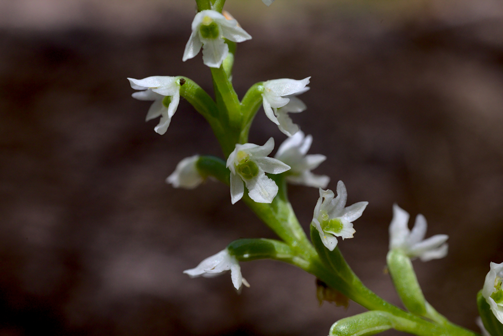 Microtis pulchella in December 2021 by Hugo Innes · iNaturalist