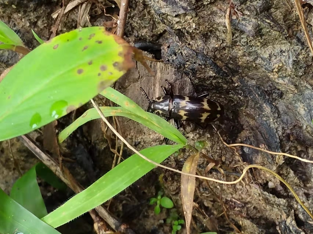 Nesitis attenuata from Kampung Kuala Kuang on December 20, 2021 by ...