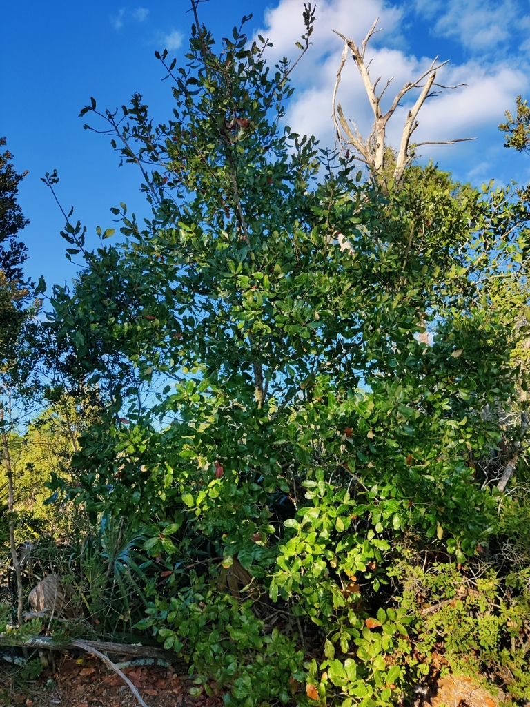 Chapman's Oak from Lake Placid, FL 33852, USA on December 26, 2021 at ...