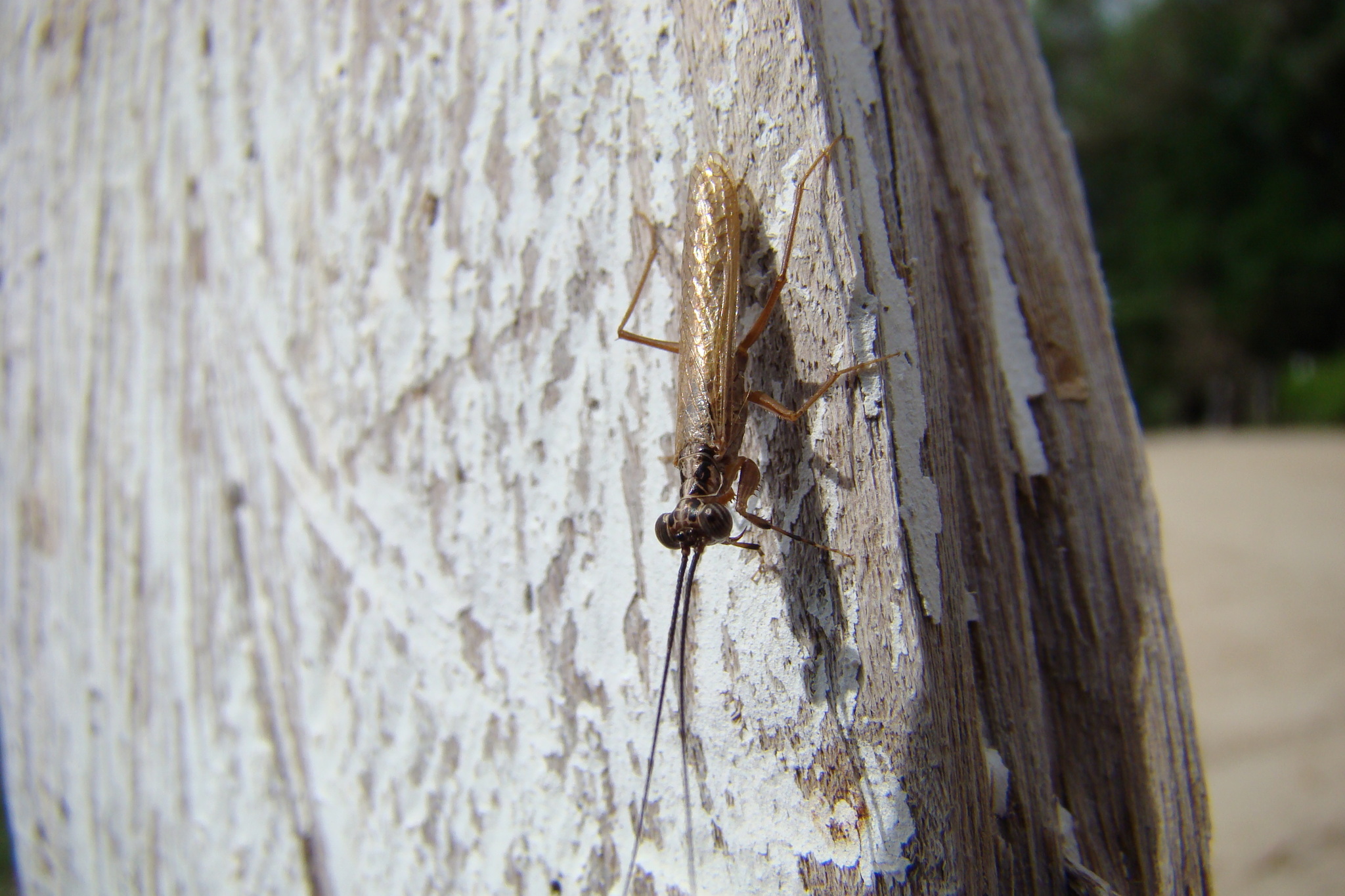 Mantoida brunneriana Saussure, 1871