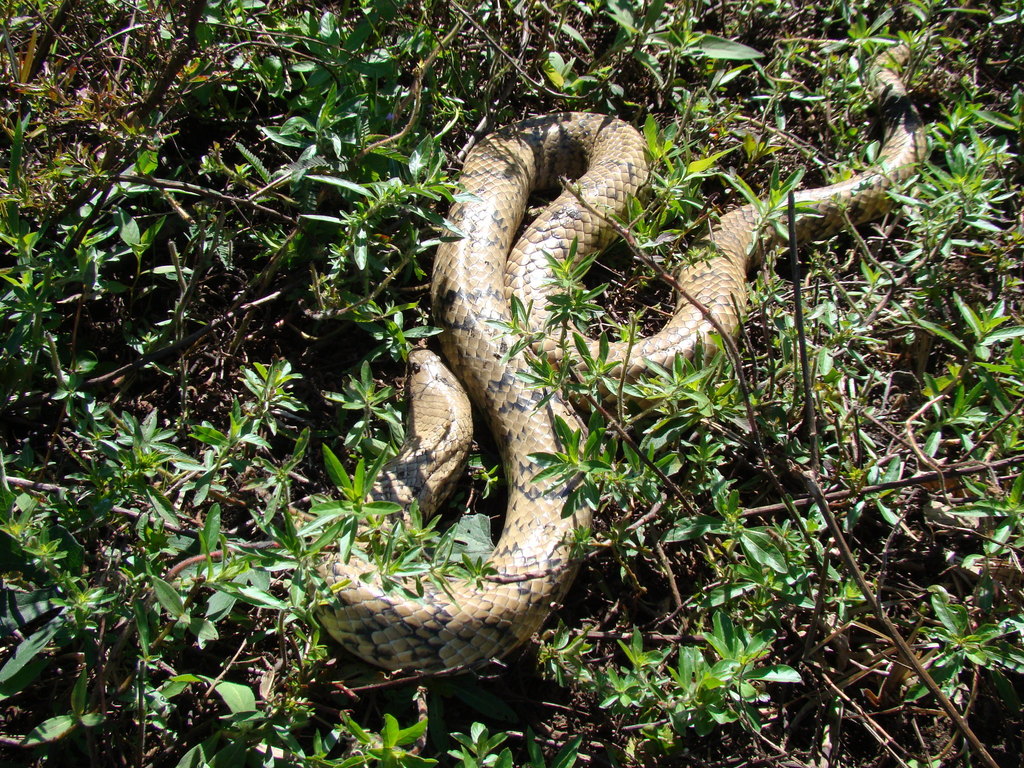 False Water Cobra from Corumbá - MS, Brasil on June 13, 2009 at 11:22 ...