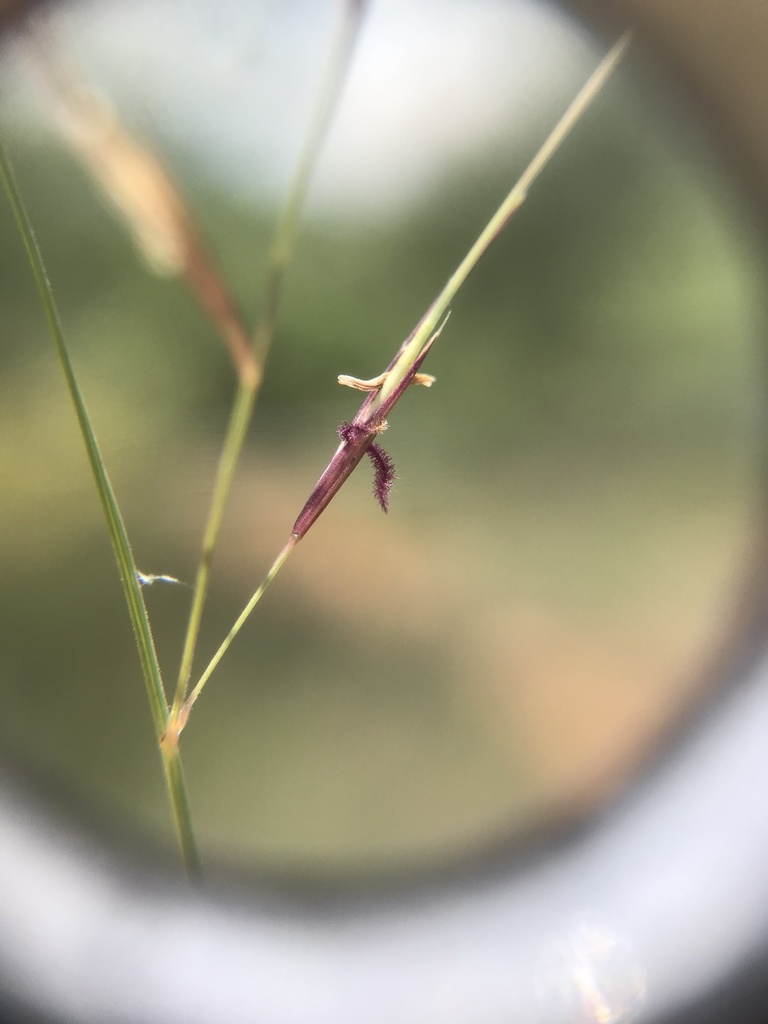 Iron Grass from Waterberg Mountain, ZA-NP-WA, ZA-NP, ZA on December 29 ...