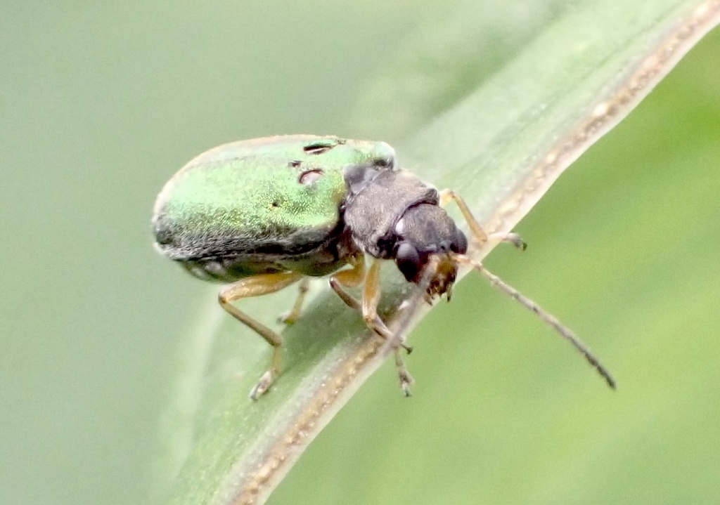 Apophylia from Amedzofe, Volta, GH on December 09, 2021 at 02:55 PM by ...