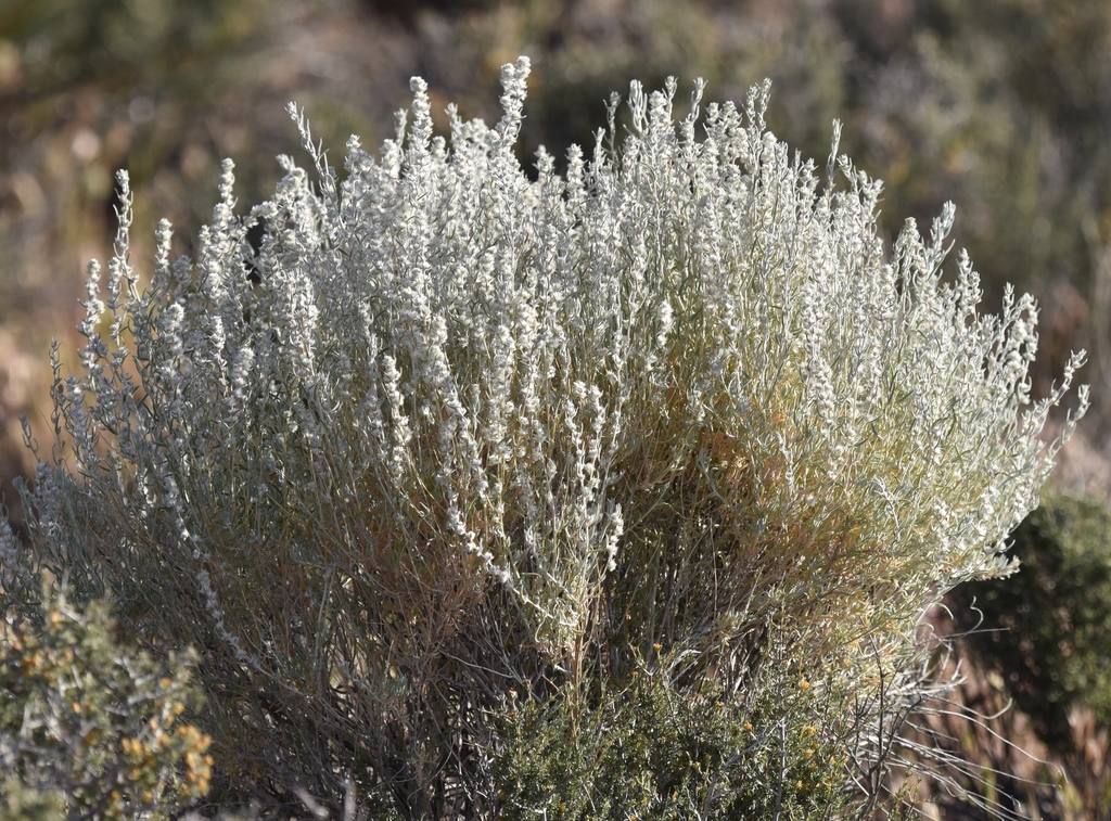 Winterfat (Common Plants of the Lancaster/Palmdale area - California ...