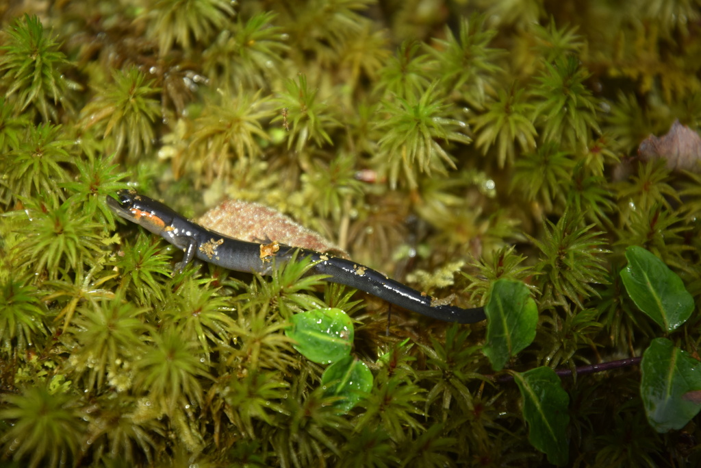 Red-cheeked Salamander in December 2021 by hupholland11 · iNaturalist