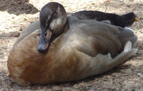 Egyptian Goose × Mallard (Waterfowl of the US) · iNaturalist