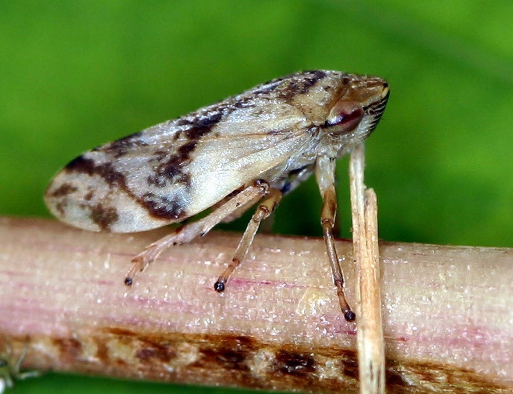 Meadow spittlebug from Godfrey, IL, USA on May 24, 2003 at 05:19 PM by ...