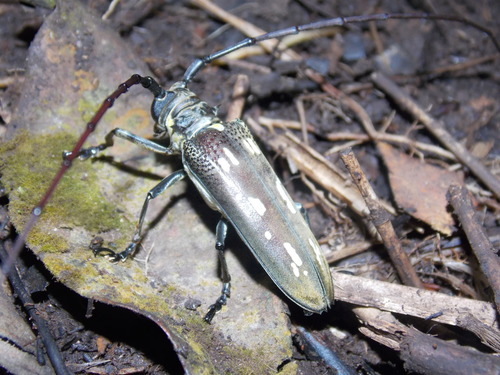 Apriona cylindrica · iNaturalist