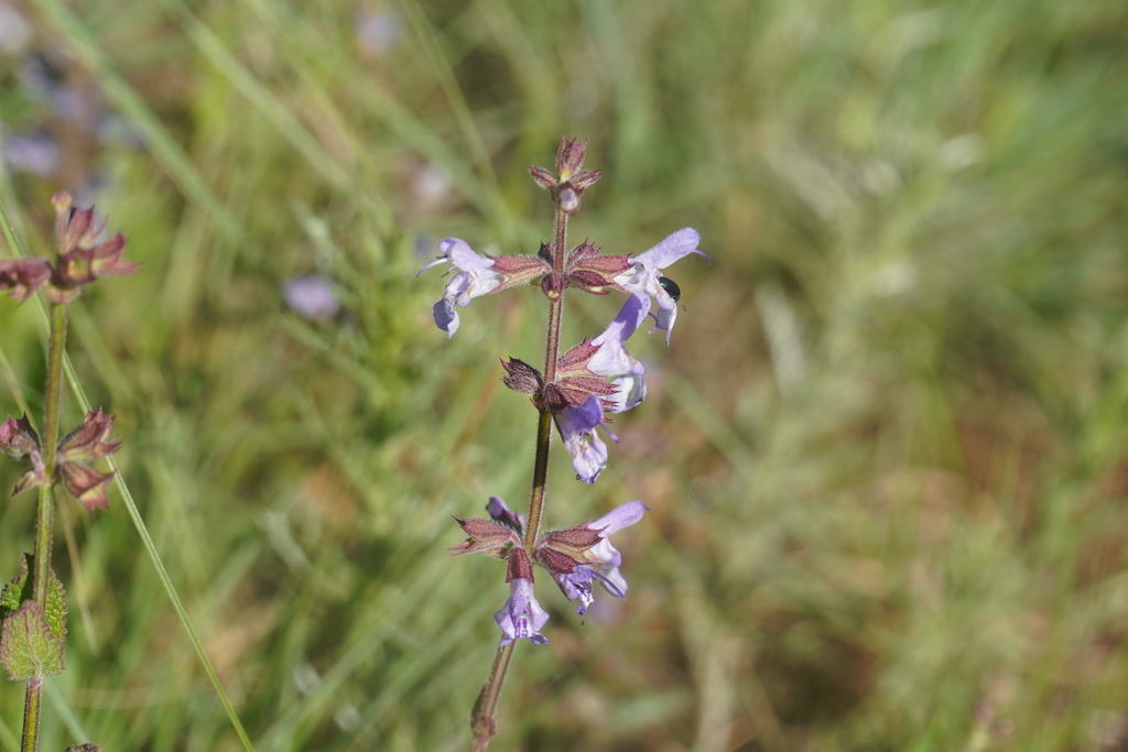 Creeping Sage from Clarens, Free State, South Africa on December 29 ...
