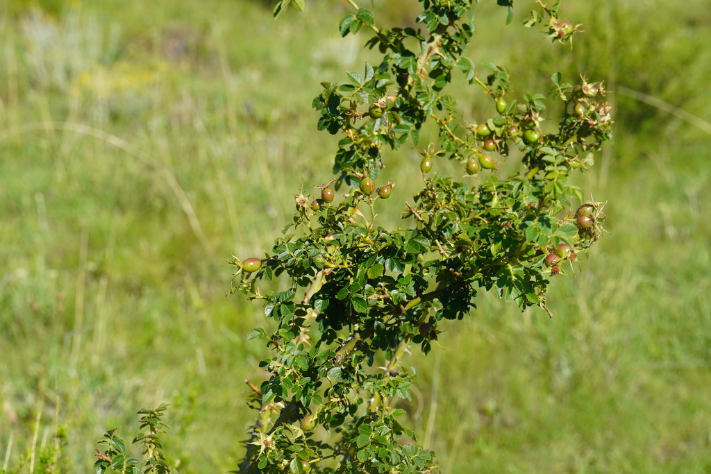 Sweet-brier from Clarens, Free State, South Africa on December 29, 2021 ...