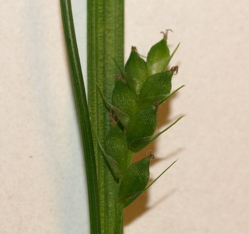 Eastern Few-fruit Sedge (TVA Little Cedar Mountain Bioblitz Plants ...
