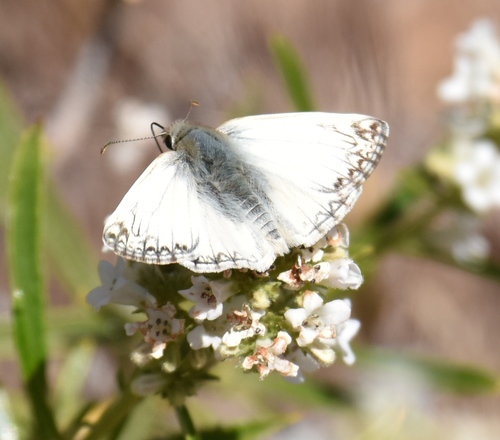 Northern White-Skipper (Sequoia National Forest including Giant Sequoia ...