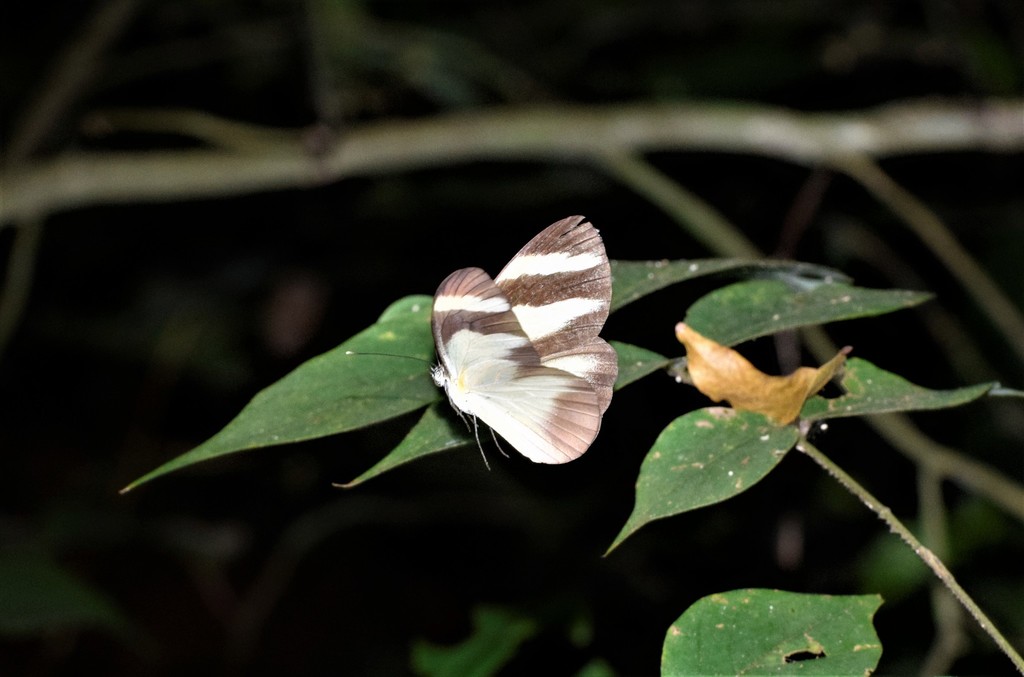 Cross-barred White from Convento da Penha, Vila Velha - ES, Brasil on ...