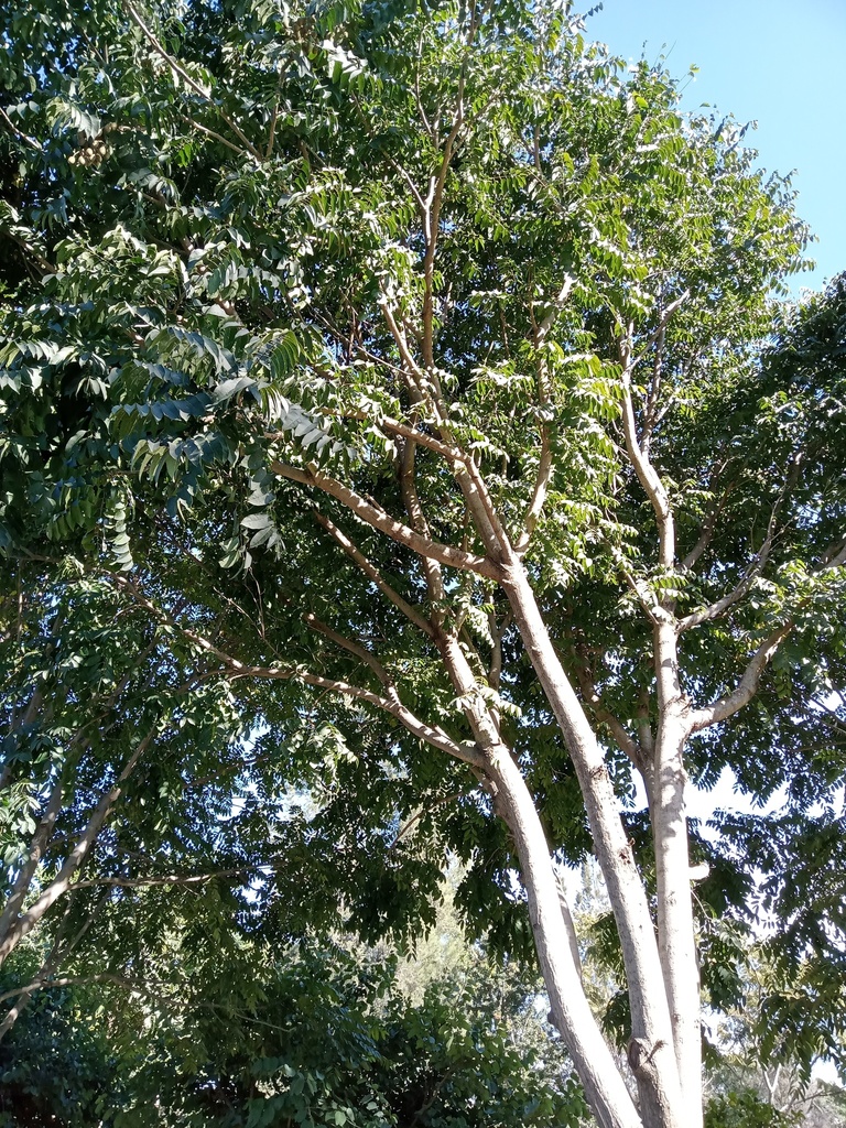 West Indies Cedrela in November 2021 by biosmike · iNaturalist