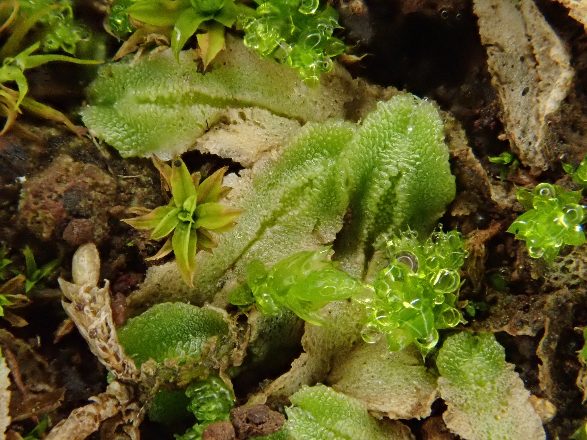Corsinia coriandrina (Spreng.) Lindb.