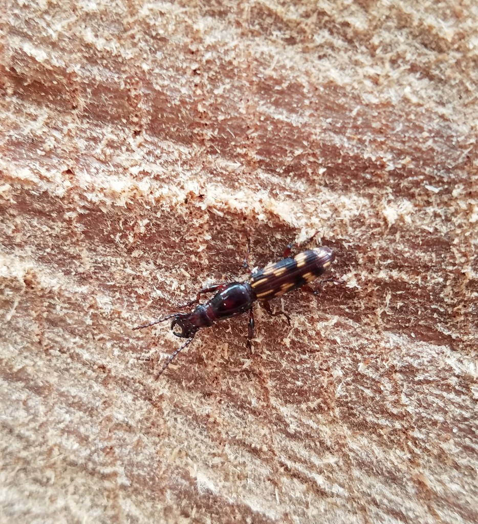Oak Timberworm Weevil from Webster Groves, MO, USA on June 25, 2018 at ...