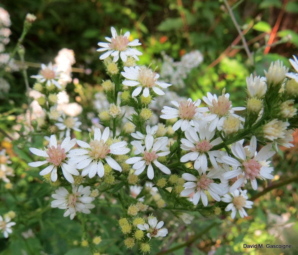 Arrow-leaved Aster from 1679 Blair Rd, Cambridge, ON N3H 4R8, Canada on ...