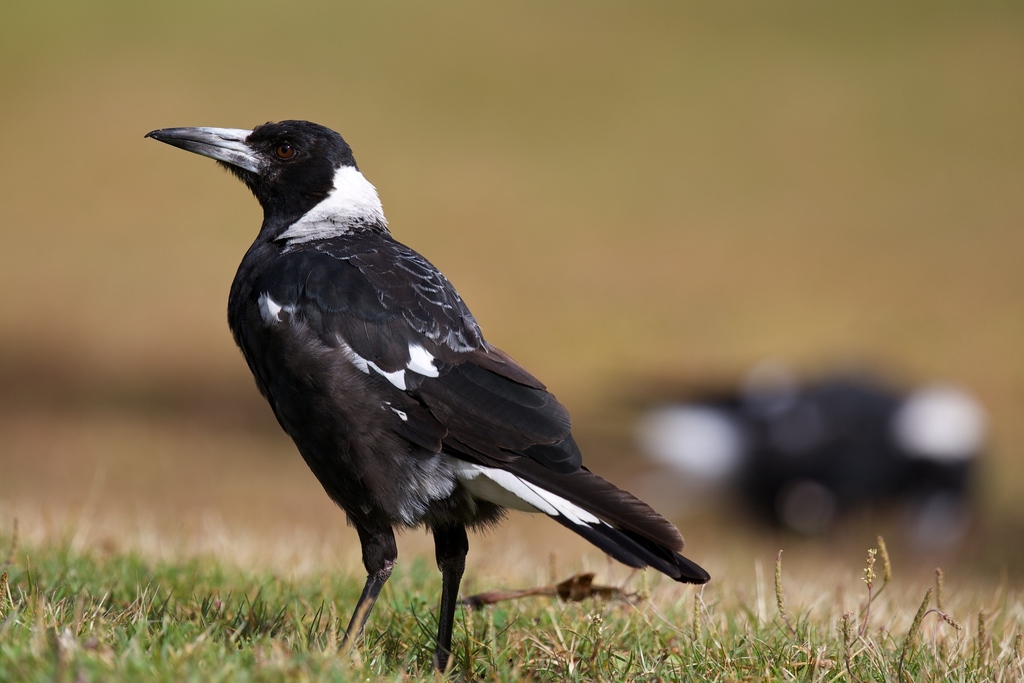 Southwestern Australian Magpie (Gymnorhina tibicen dorsalis) - Avian ...