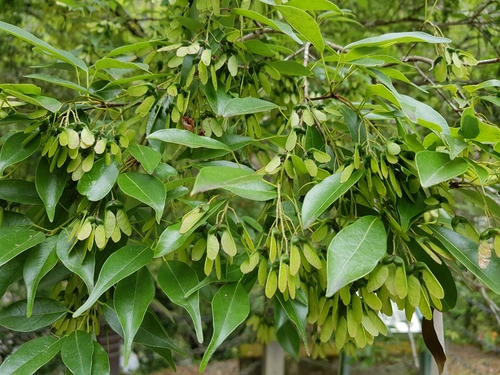 evergreen maple (Acer albopurpurascens) · iNaturalist