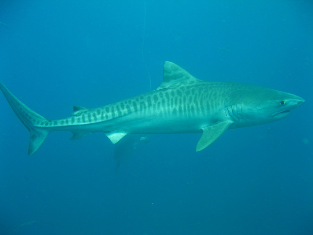 Tiger Shark in April 2008 by Sylvain Le Bris · iNaturalist