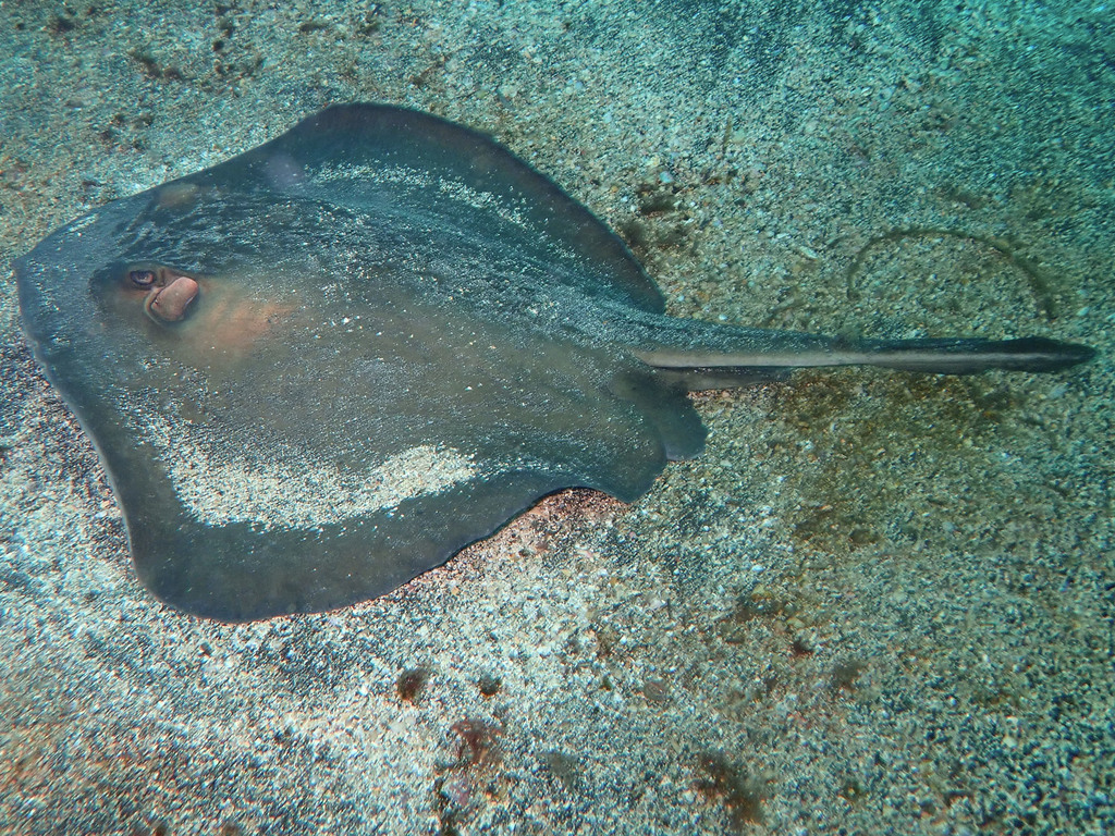 Diamond Stingray (Hypanus dipterurus) - Marine Life Identification