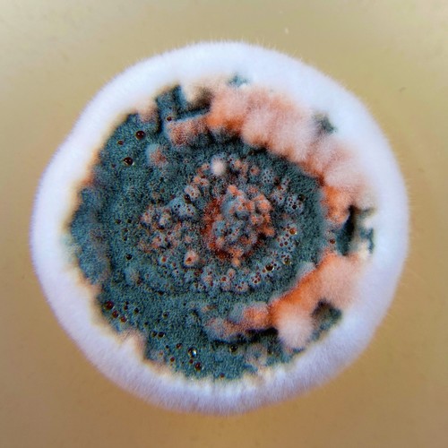 Penicillium Maximae · Inaturalist