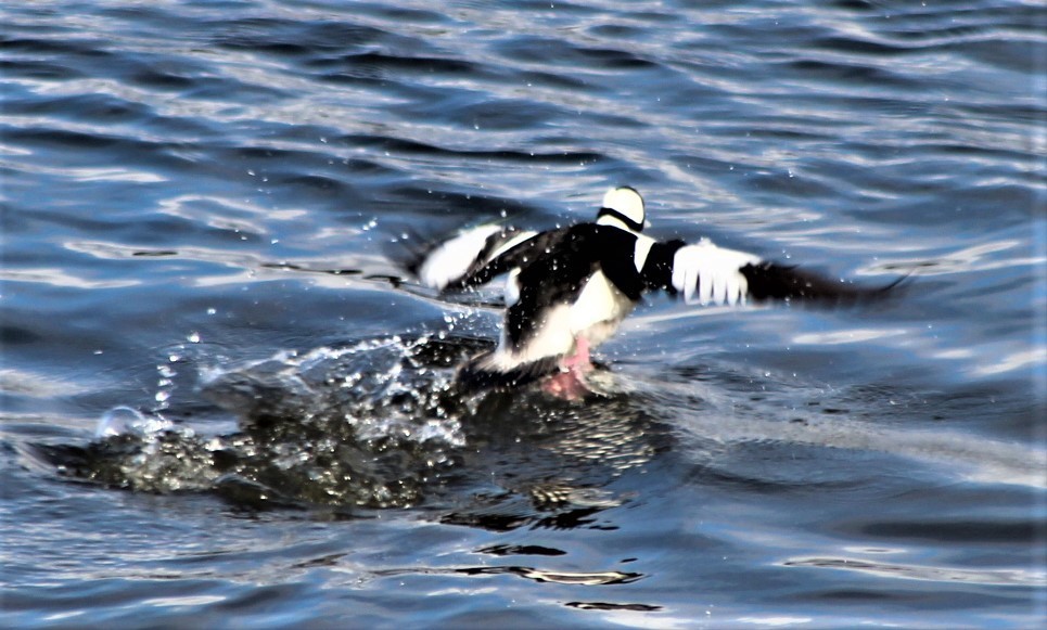 Bufflehead from Point Loma, San Diego, CA, USA on December 28, 2021 at ...