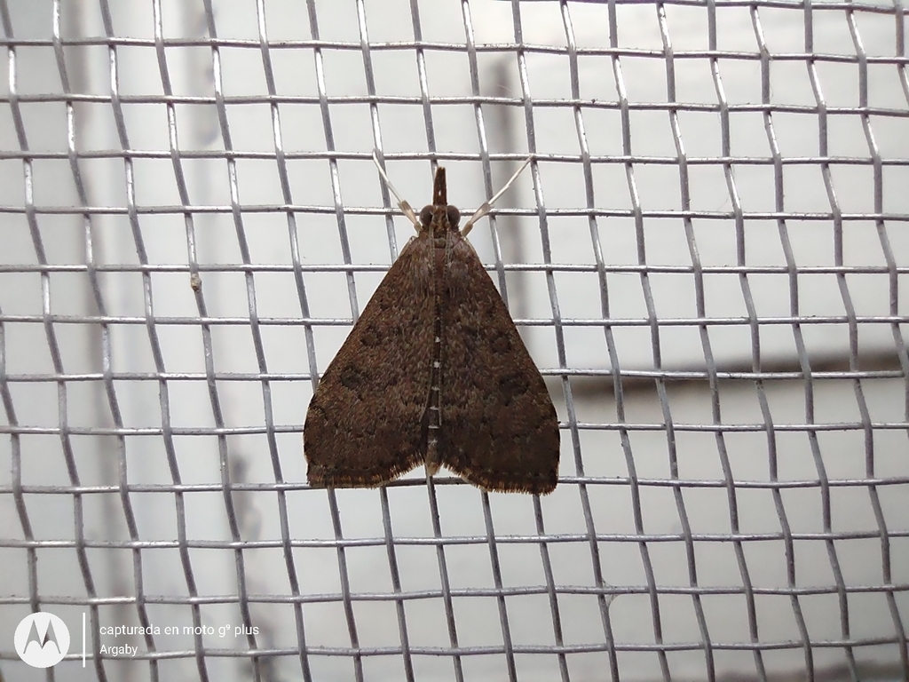 Pyralid and Crambid Snout Moths in December 2021 by Gabriel Albelda ...