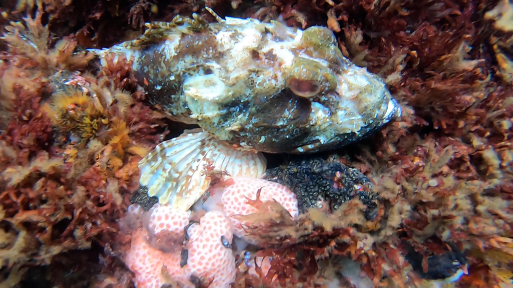 Cook's Scorpionfish from Whangarei District, Northland, New Zealand on ...