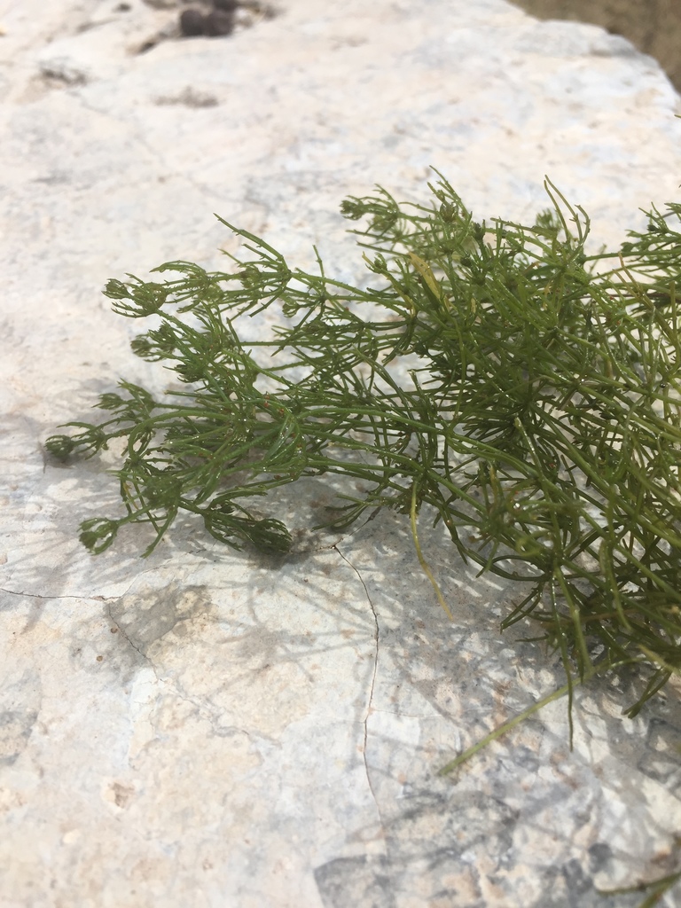 muskgrass from Cuencamé, Dgo., México on December 29, 2021 at 02:51 PM ...