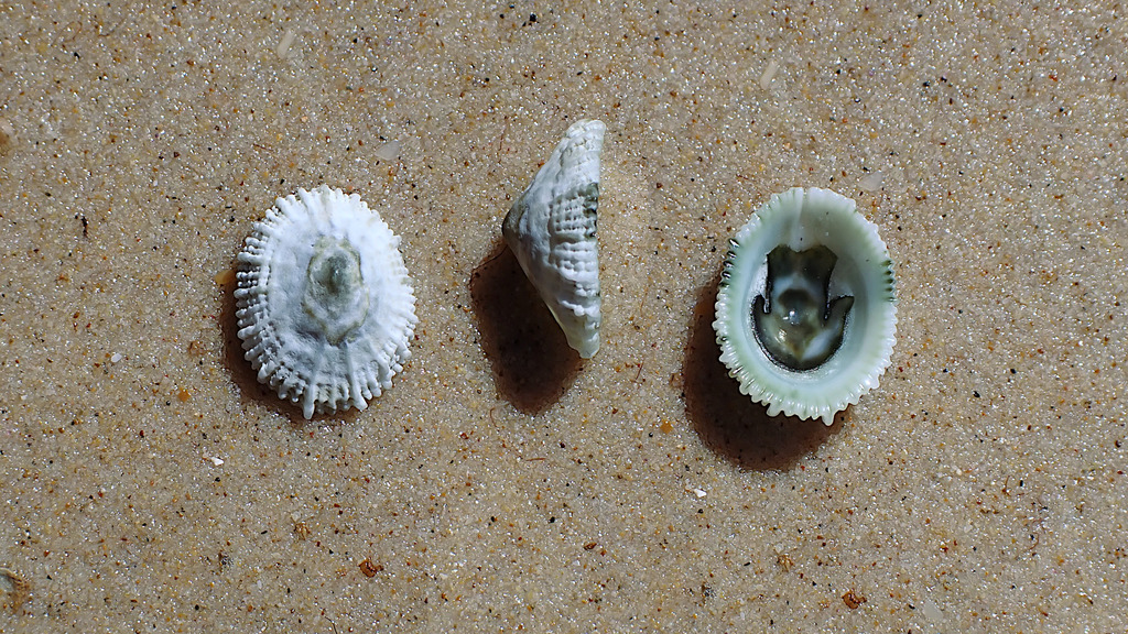 Cap-shaped False Limpet from Valla Beach NSW 2448, Australia on ...