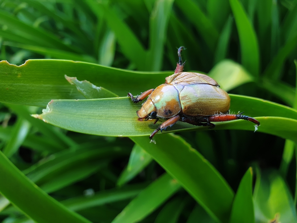 Anoplognathus montanus in December 2021 by Lachlan Duncan. Found dead ...