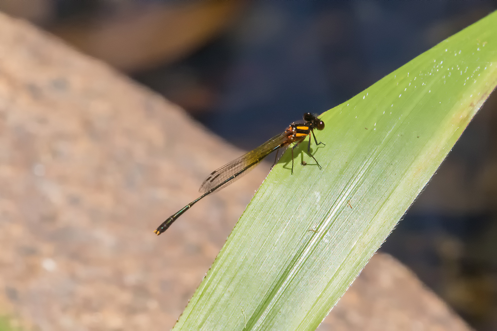 Orange Threadtail from Cedar Creek QLD 4520, Australia on December 23 ...
