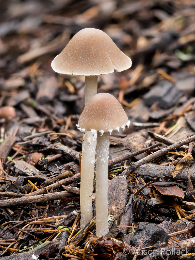 Tall Psathyrella from Point Reyes Bear Valley on December 24, 2021 at ...