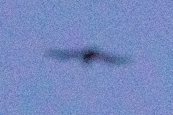 Eumops perotis (Schinz, 1821)