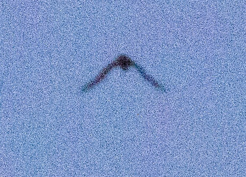 Western Mastiff Bat from San Benito County, CA, USA on December 07 ...